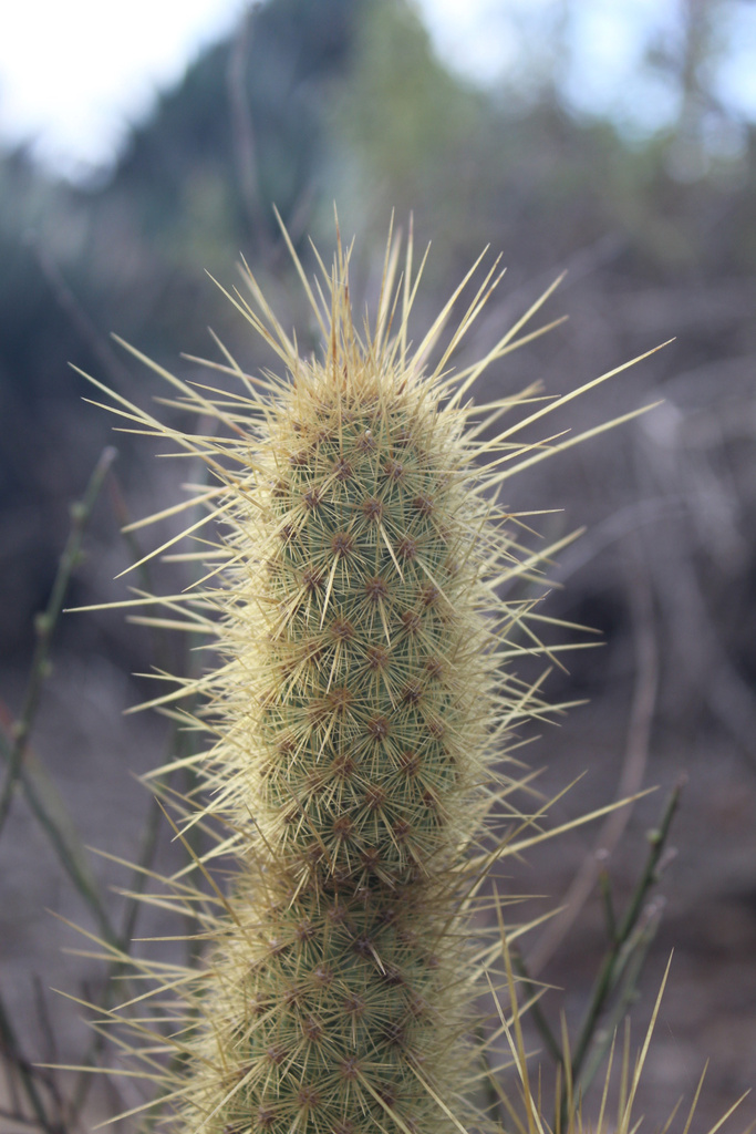 Golden-spined Cereus in November 2022 by bella_bachara. Velvet Cactus ...
