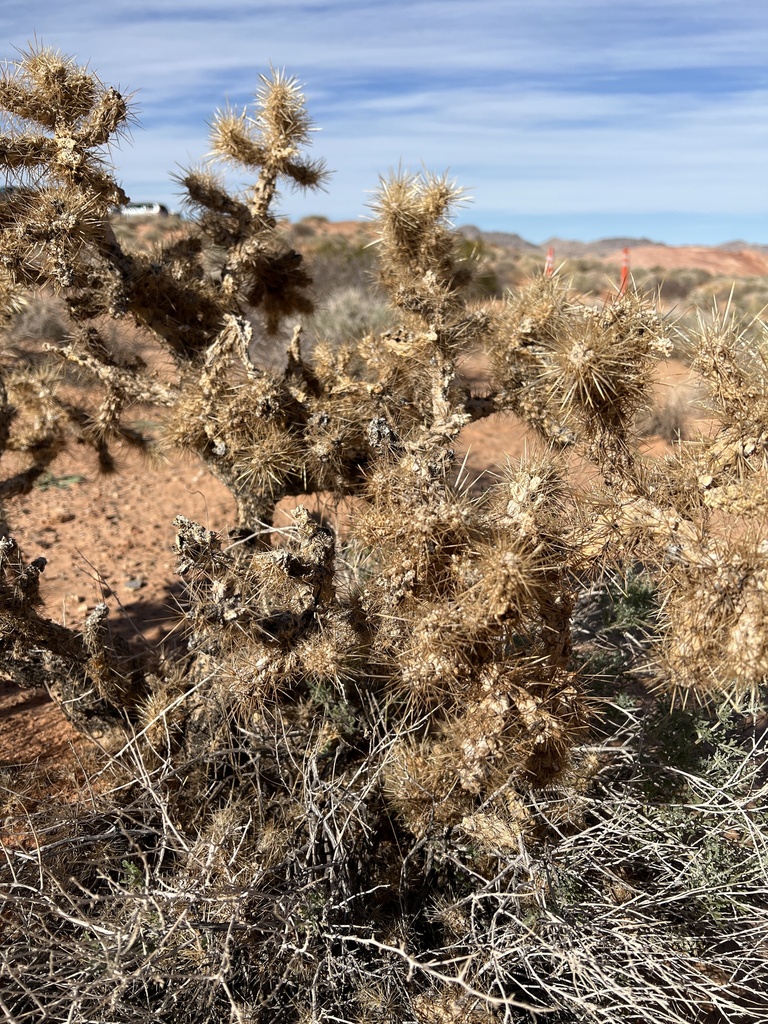 Silver Cholla from Valley of Fire State Park, Overton, NV, US on ...