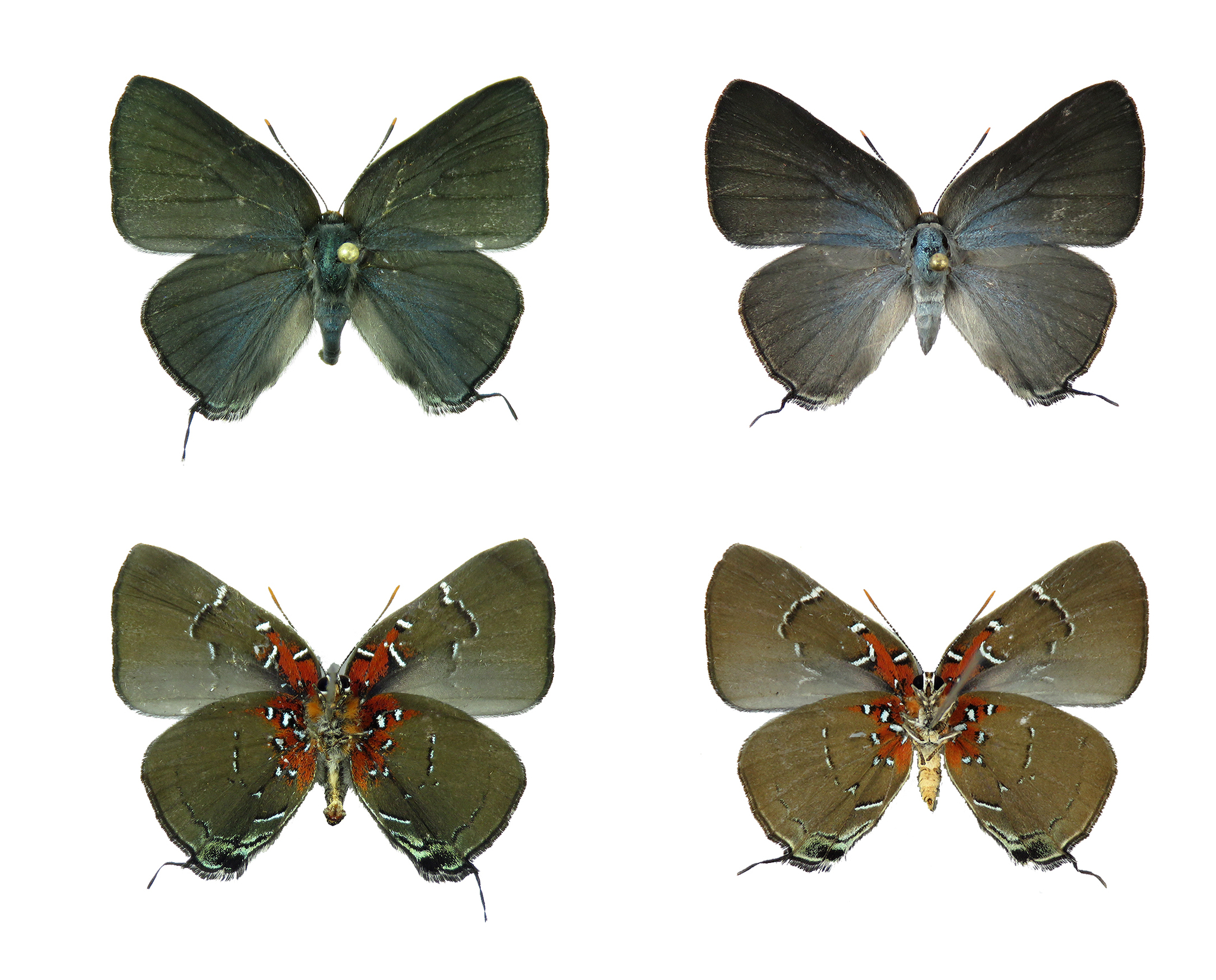 Brangas Hübner, 1819