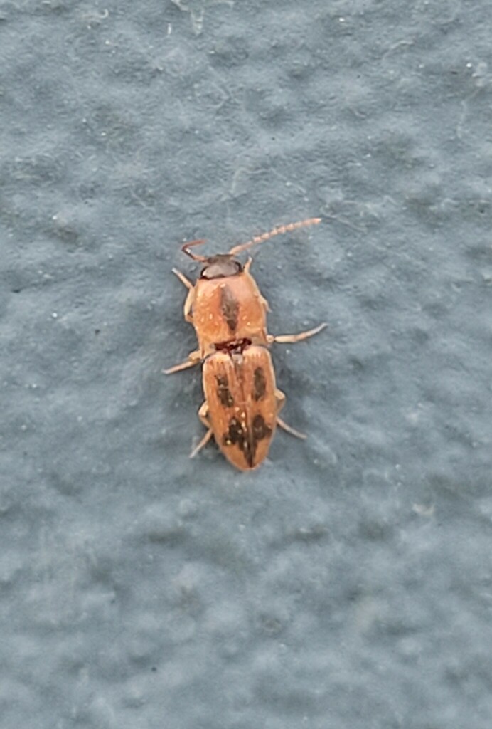 Sweet Click Beetle from Columbia, MD, USA on July 21, 2022 at 06:07 AM ...