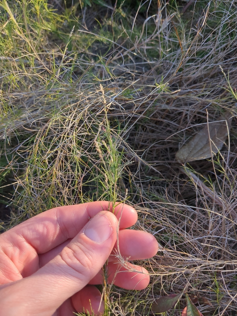 aparejo grass from Southeast Austin, Austin, TX, USA on November 28 ...