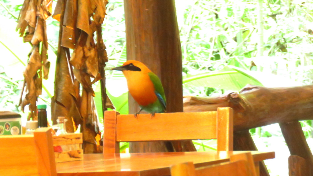 Rufous Motmot from San Carlos, Alajuela, CR on November 28, 2022 at 12: ...