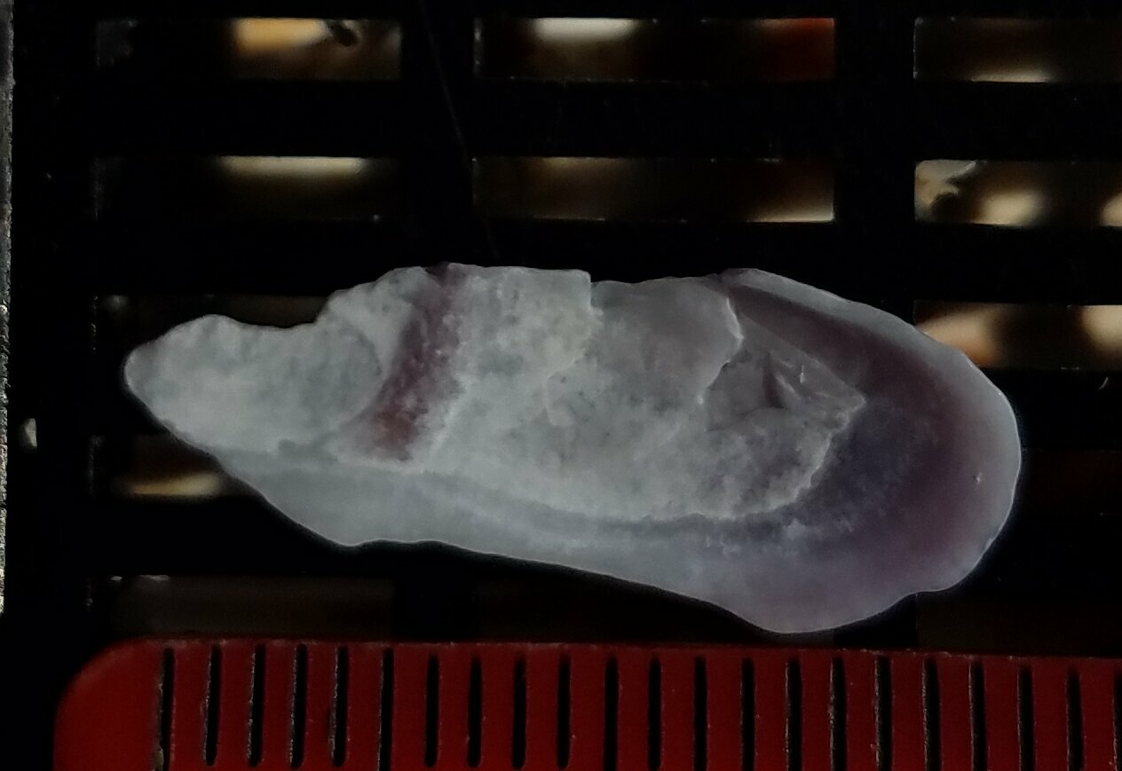 Tagelus divisus (Spengler, 1794)