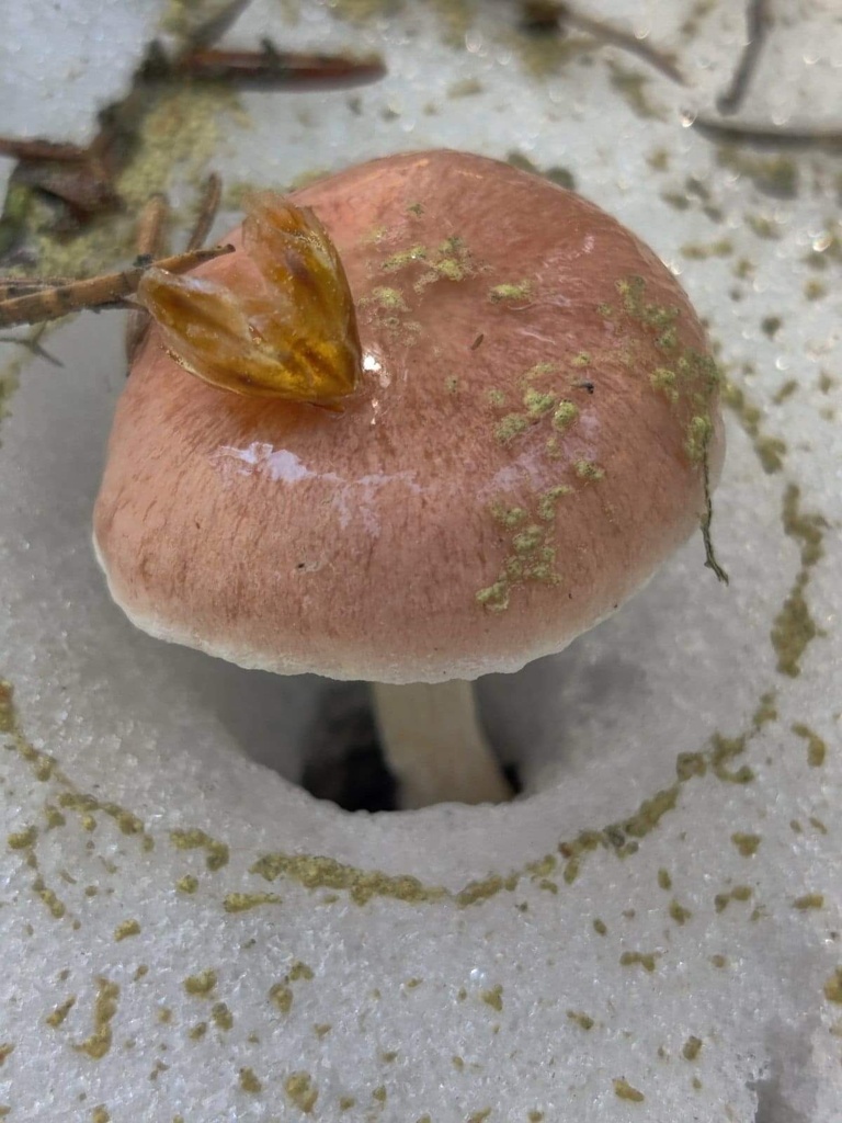 Hygrophorus goetzei from Caribou-Targhee National Forest, Salmon, ID ...