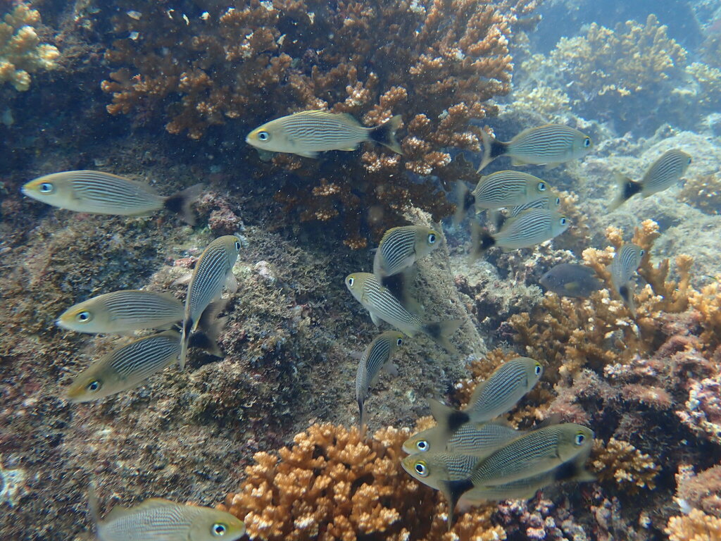 Spottail Grunt from Coiba N.P. Isla Cocos Sur on November 27, 2022 at ...