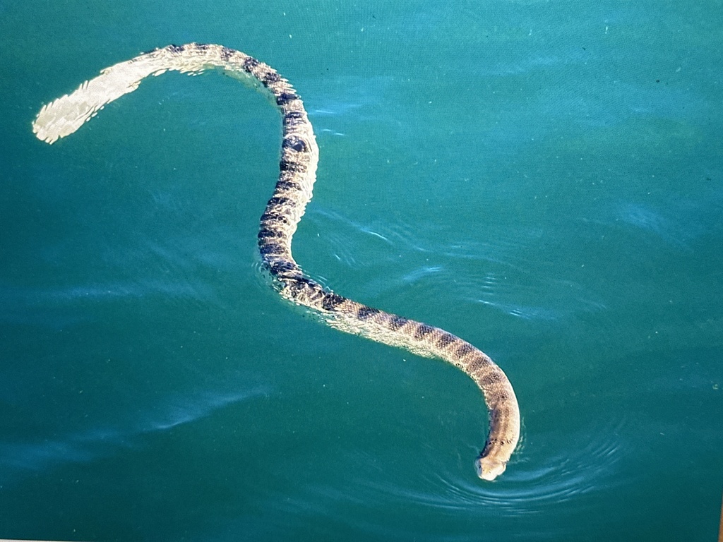 Stokes' Sea Snake (Hydrophis stokesii) - Snakes and Lizards
