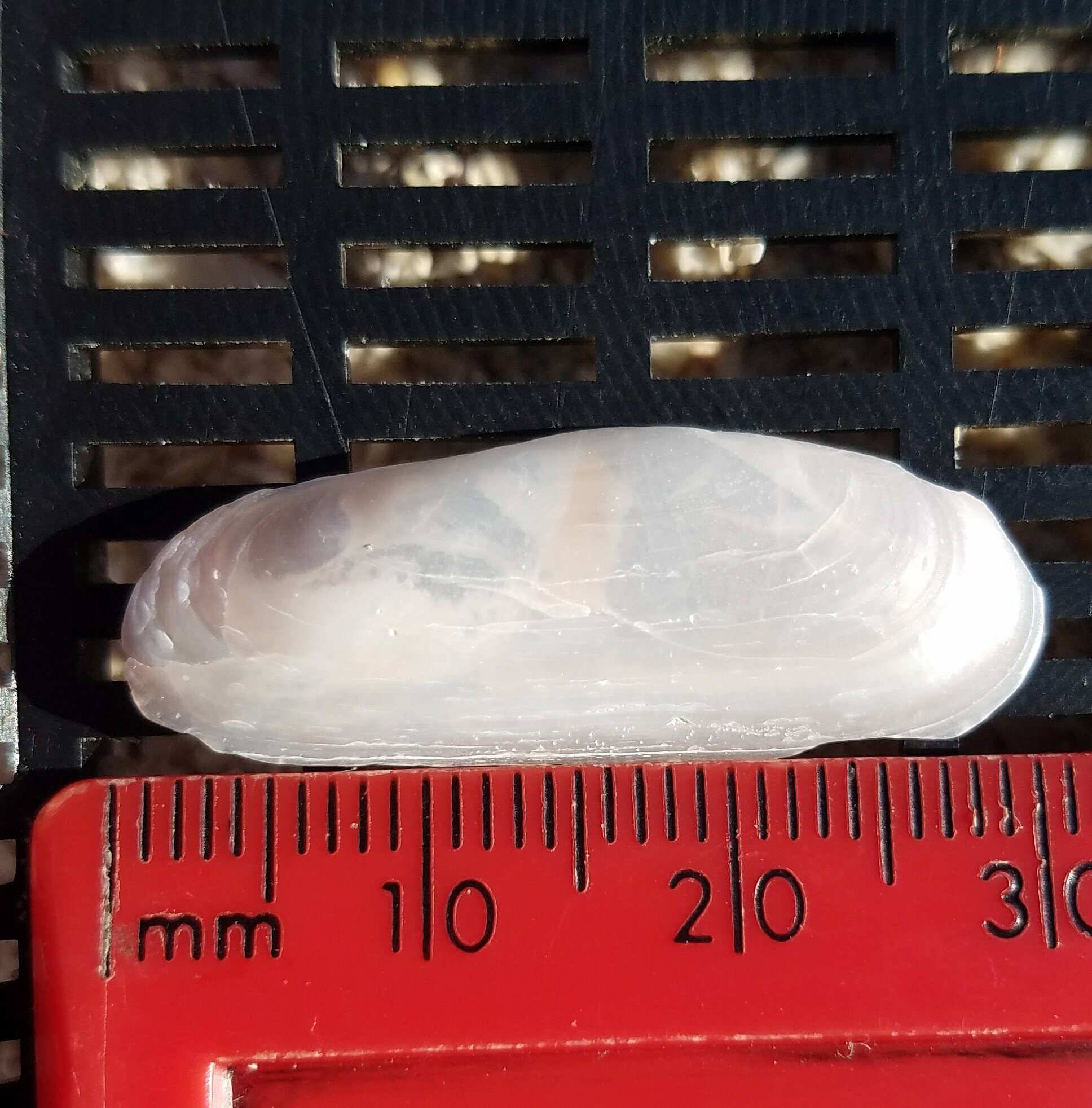 Tagelus divisus (Spengler, 1794)