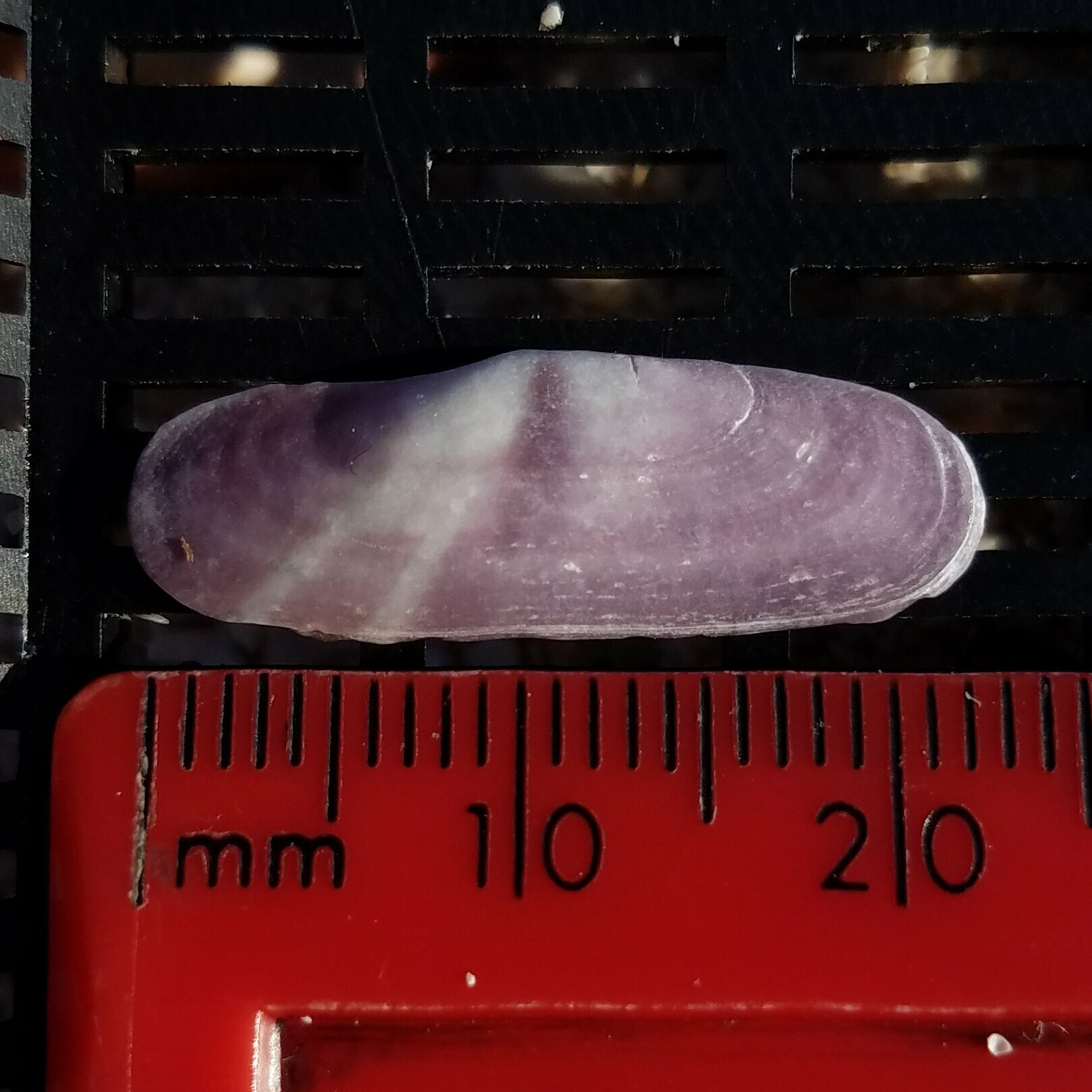 Tagelus divisus (Spengler, 1794)