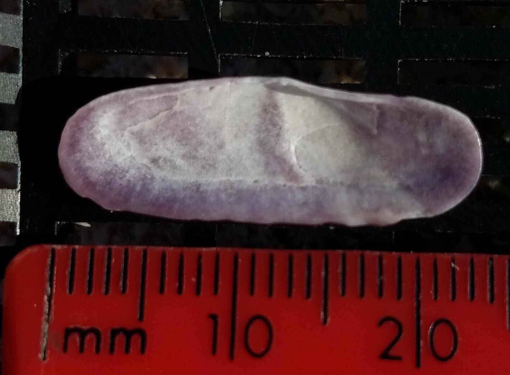 Tagelus divisus (Spengler, 1794)