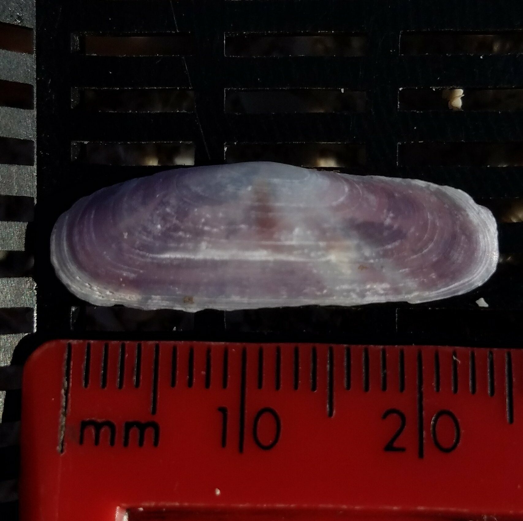 Tagelus divisus (Spengler, 1794)