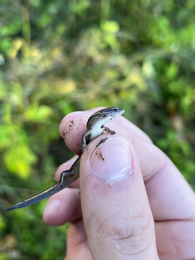 Little Brown Skink from Buffalo Bayou Loop, Houston, TX, US on November ...