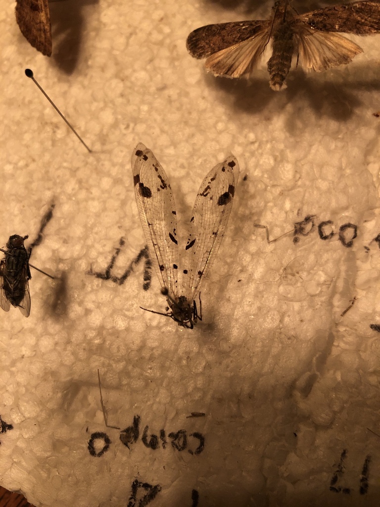 Eastern Spotted-winged Antlion from Palmer Rd, Manlius, NY, US on ...