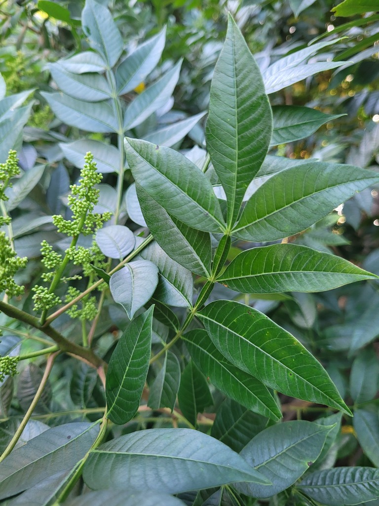 shining sumac from Lisbon, MD 21797, USA on July 30, 2022 at 07:17 AM ...
