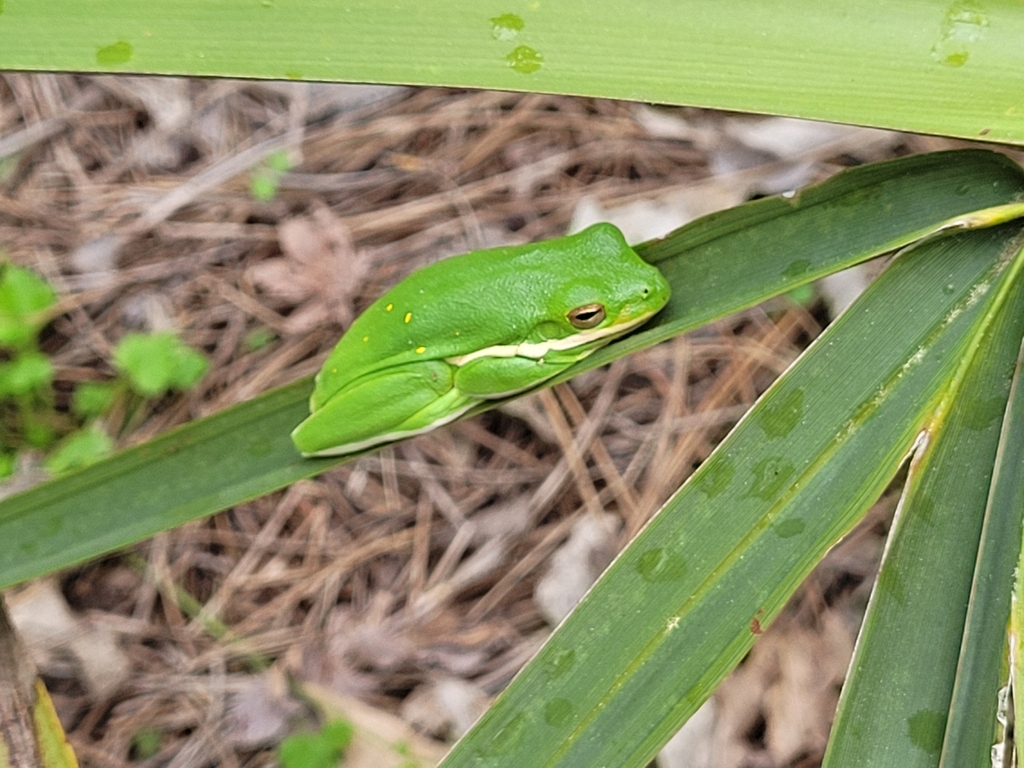 Green Treefrog from Huntingdon College on March 27, 2021 at 04:35 PM by ...