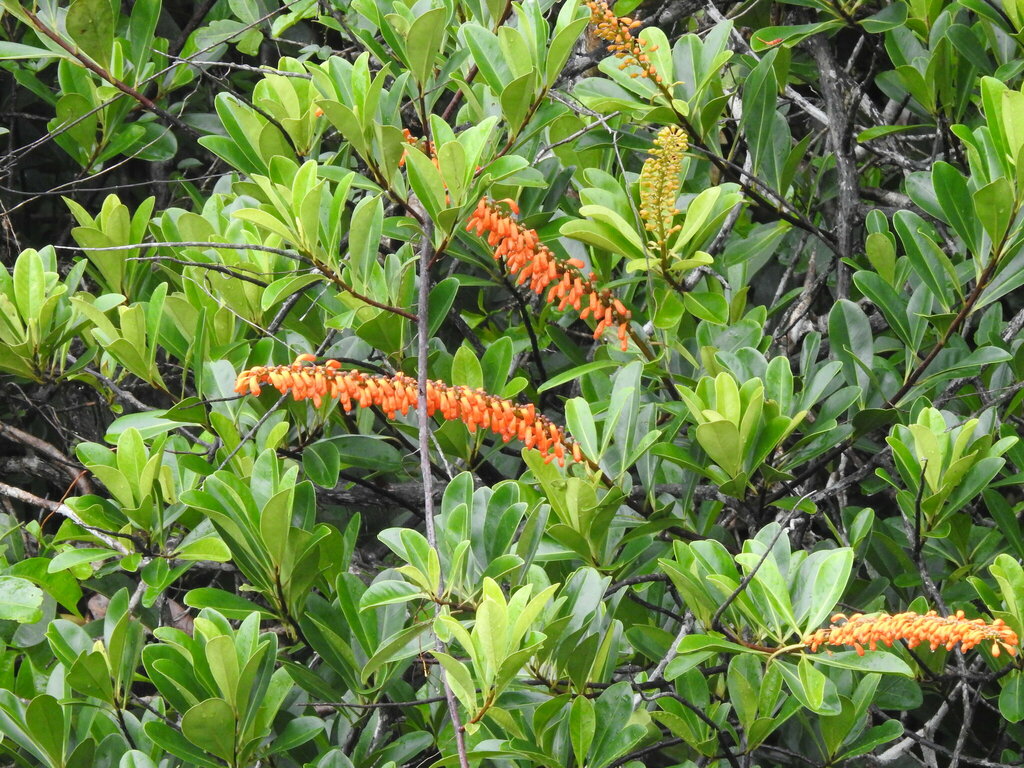 (Norantea guianensis) - Botanical Realm