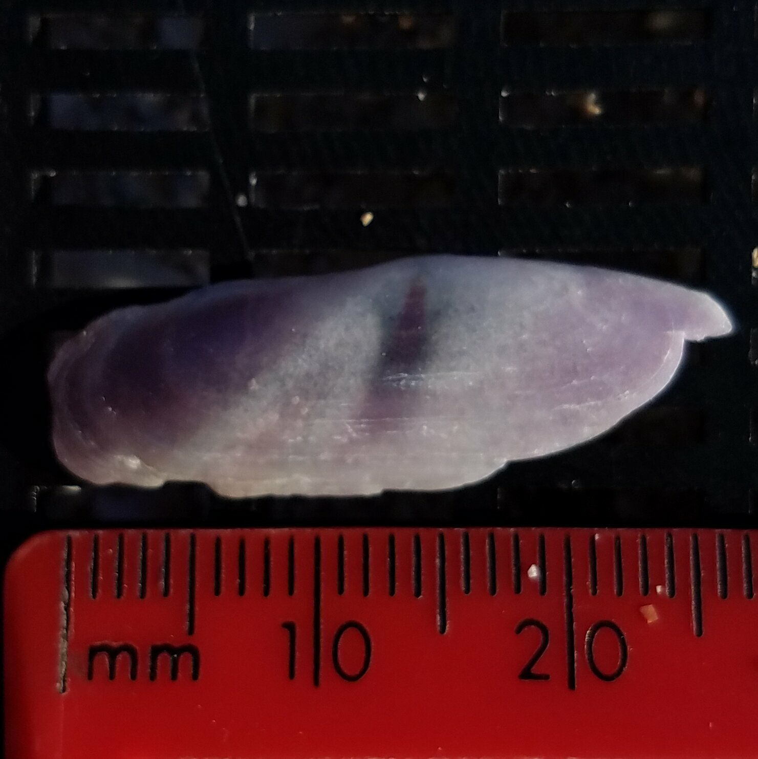 Tagelus divisus (Spengler, 1794)