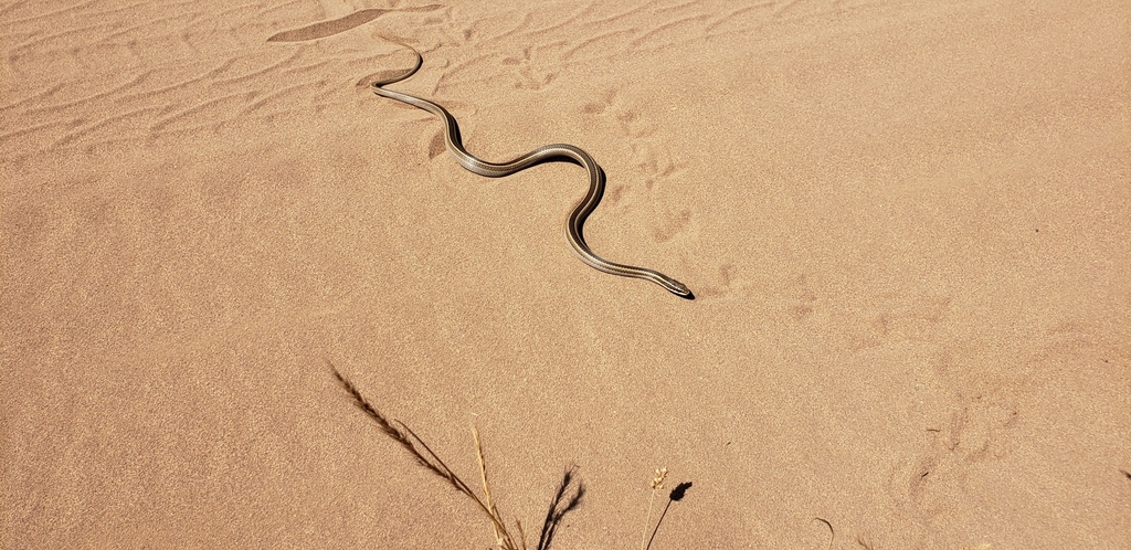 Chilean Green Racer in November 2022 by Patrick Jackson · iNaturalist