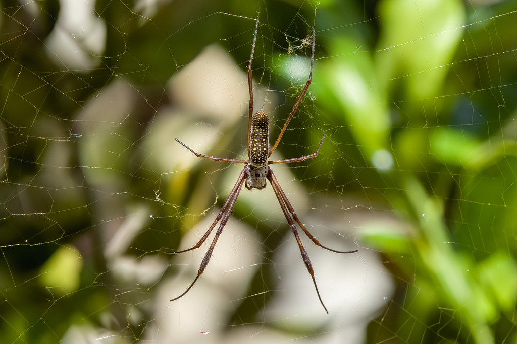Golden Silk Spider from SHIN QI 8 - Lago Norte, Brasília - DF, 70297 ...