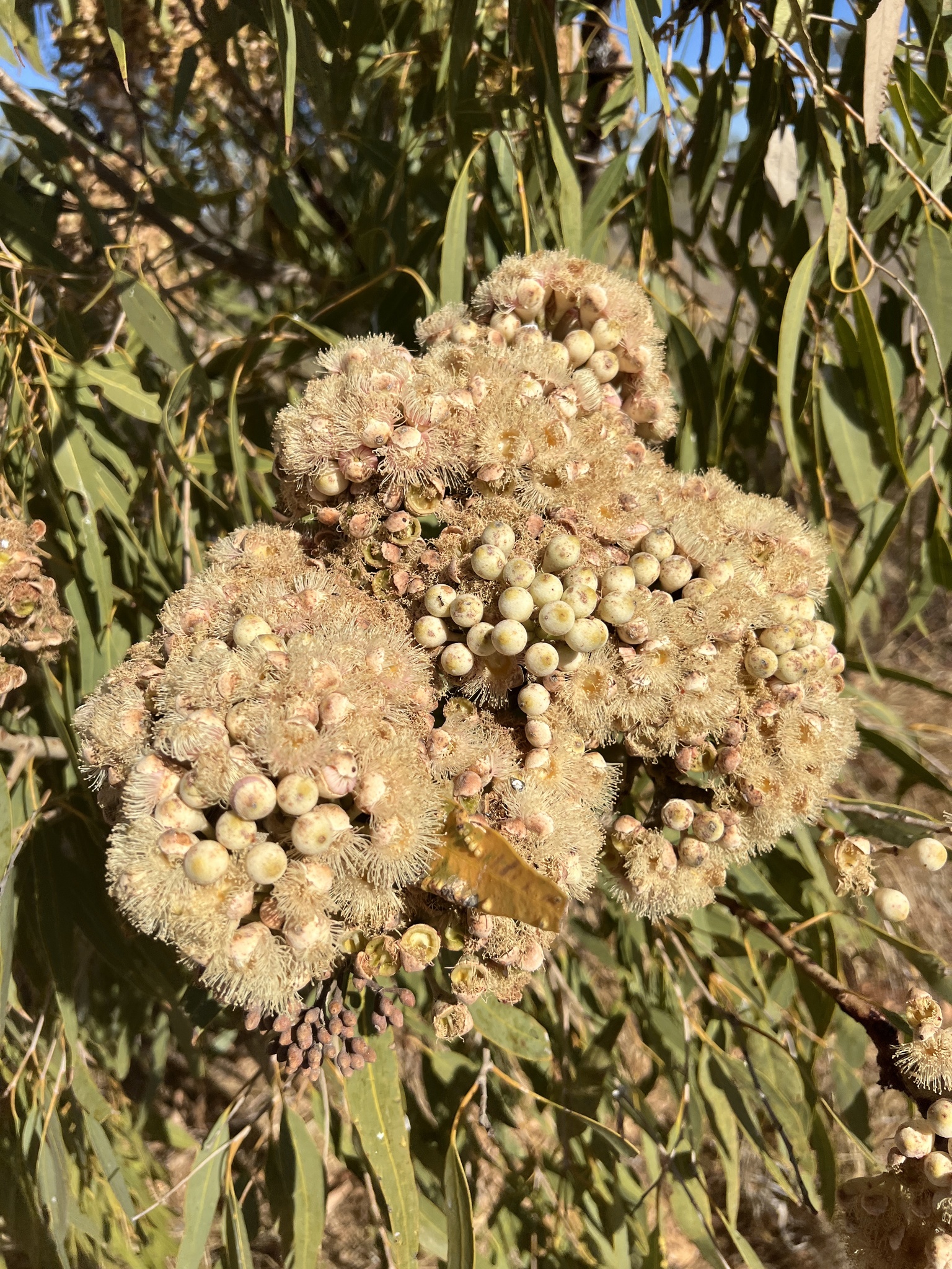Corymbia terminalis (F.Muell.) K.D.Hill & L.A.S.Johnson