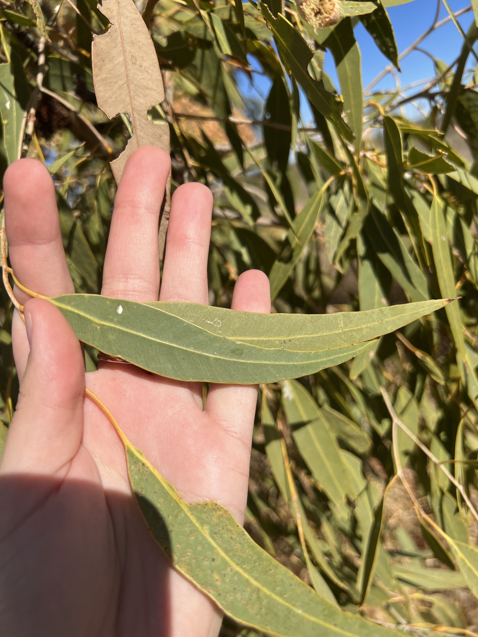 Corymbia terminalis (F.Muell.) K.D.Hill & L.A.S.Johnson