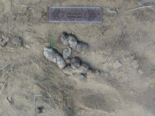 Mountain Lion Tracks – NatureTracking