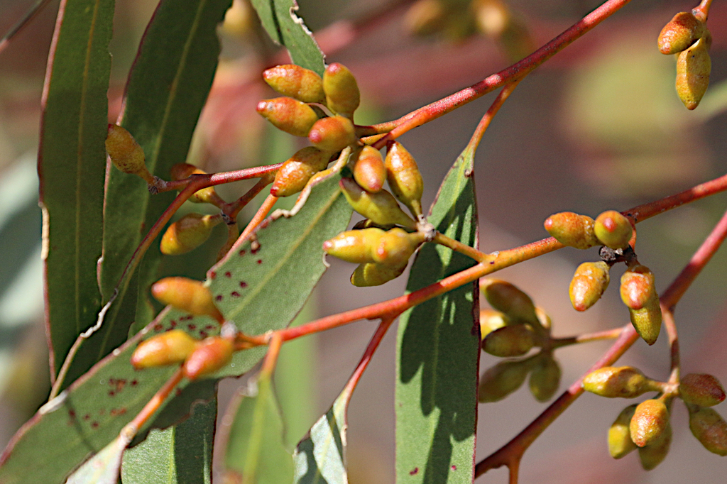 glossy-leaved red mallee from Brookfield CP, Blanchetown SA 5357 ...
