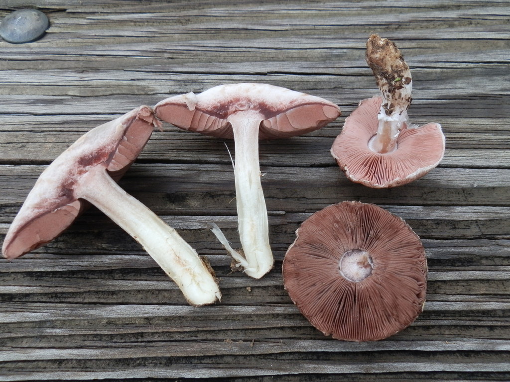 Blushing Wood Mushroom from Natchez Trace State Park, Tennessee, USA on ...