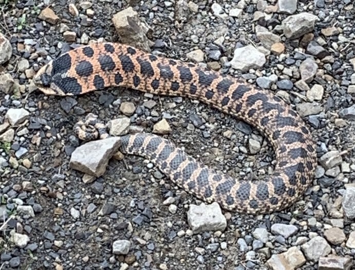 Eastern Hognose Snake in August 2022 by hollybrehm · iNaturalist