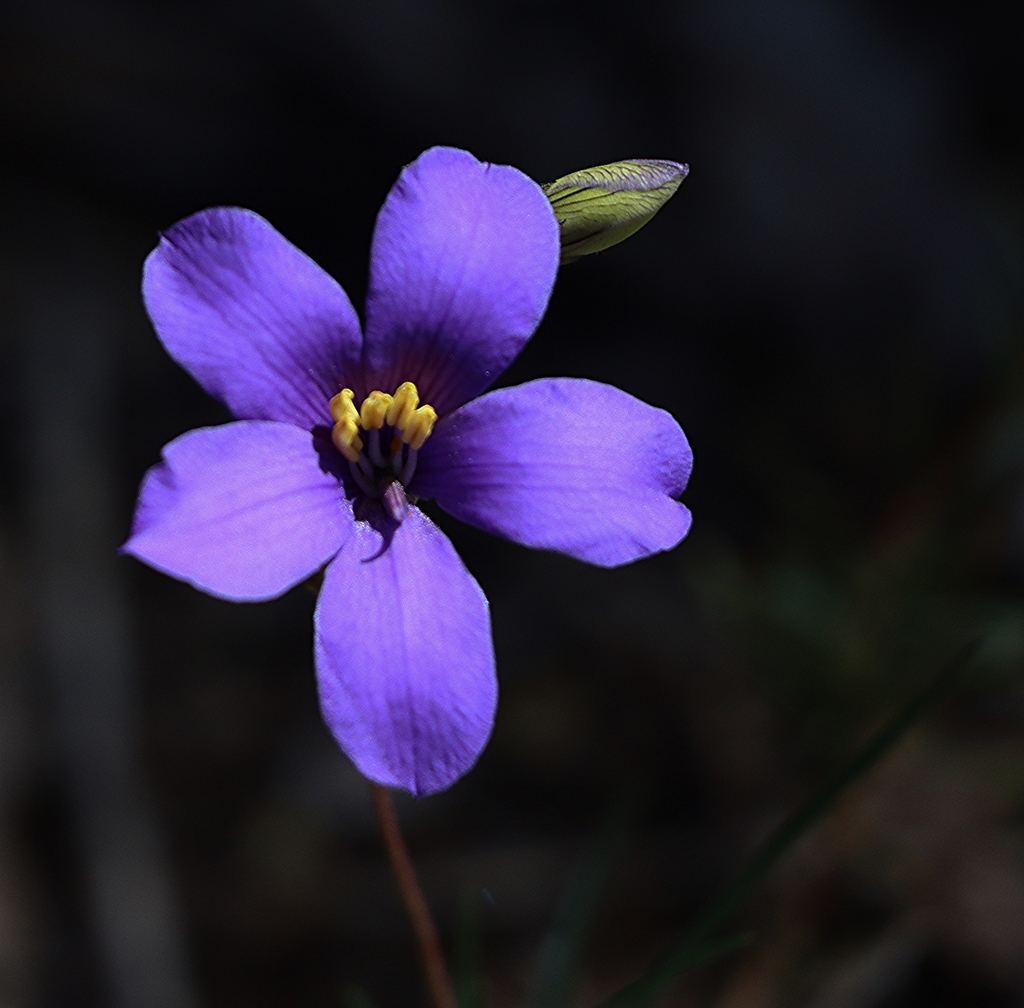 finger flower (Cheiranthera linearis) - Botanical Realm