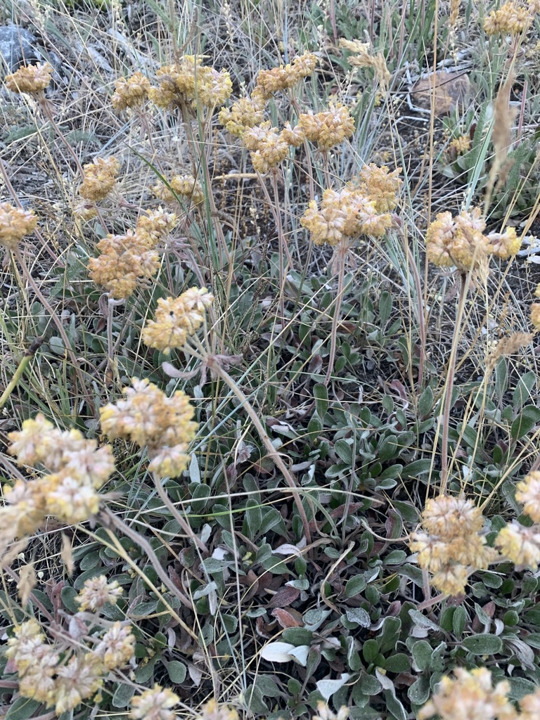 alpine golden buckwheat from Wallowa-Whitman National Forest, Joseph ...