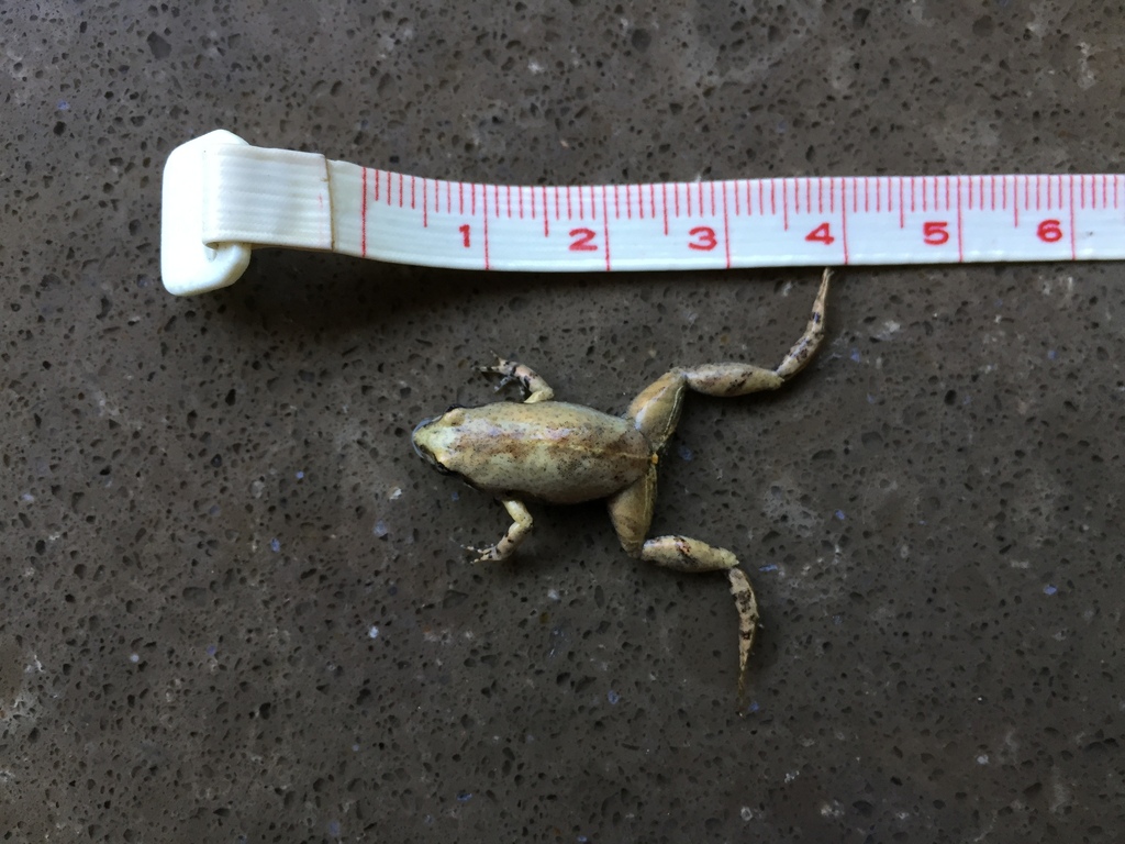 Common Eastern Froglet from Coomba Park NSW 2428, Australia on March 12 ...