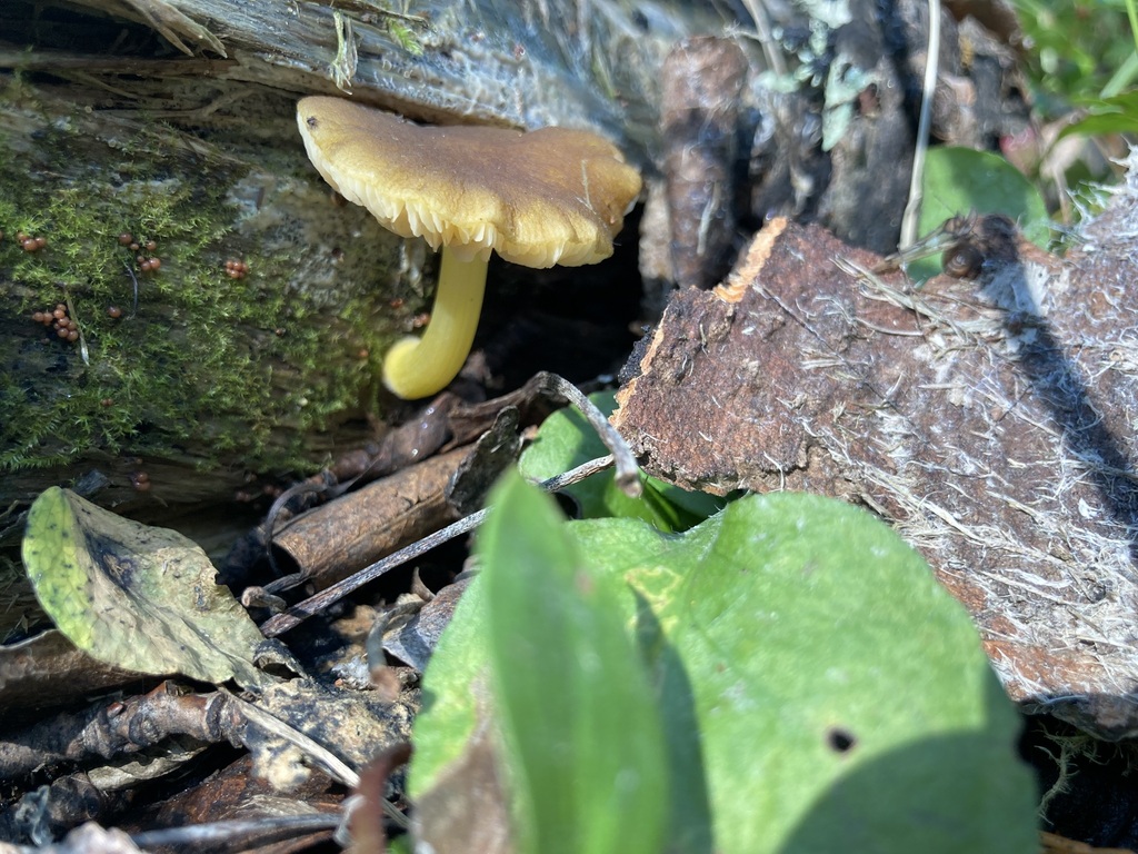 Fungi Including Lichens from Foothills County, AB, Canada on September ...