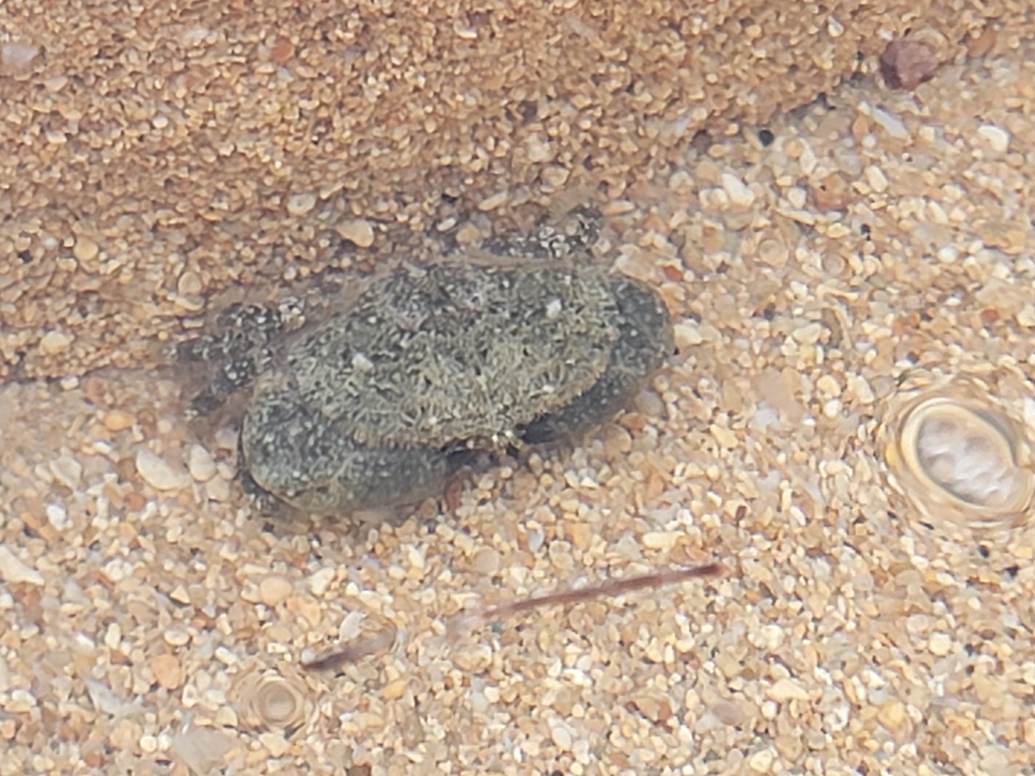 Leptodius sanguineus (H.Milne Edwards, 1834)