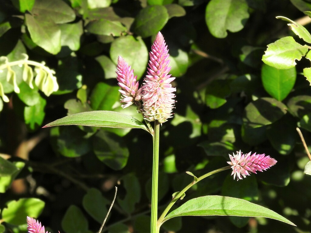 Quail Grass from Arthur R. Marshall Loxahatchee Wildlife Refuge ...