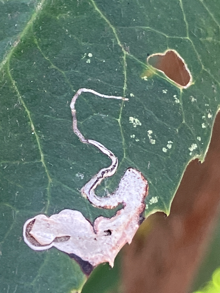 Stigmella heteromelis from San Diego, California, United States on ...