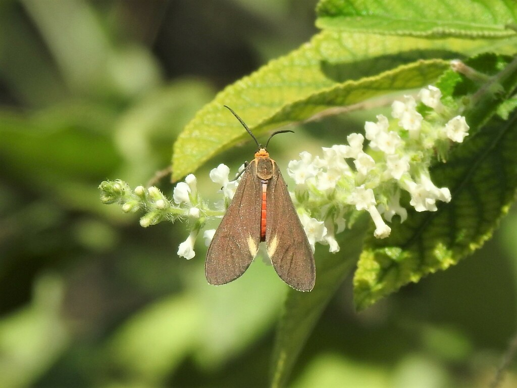 Black-winged Dahana Moth from Arthur R. Marshall Loxahatchee Wildlife ...