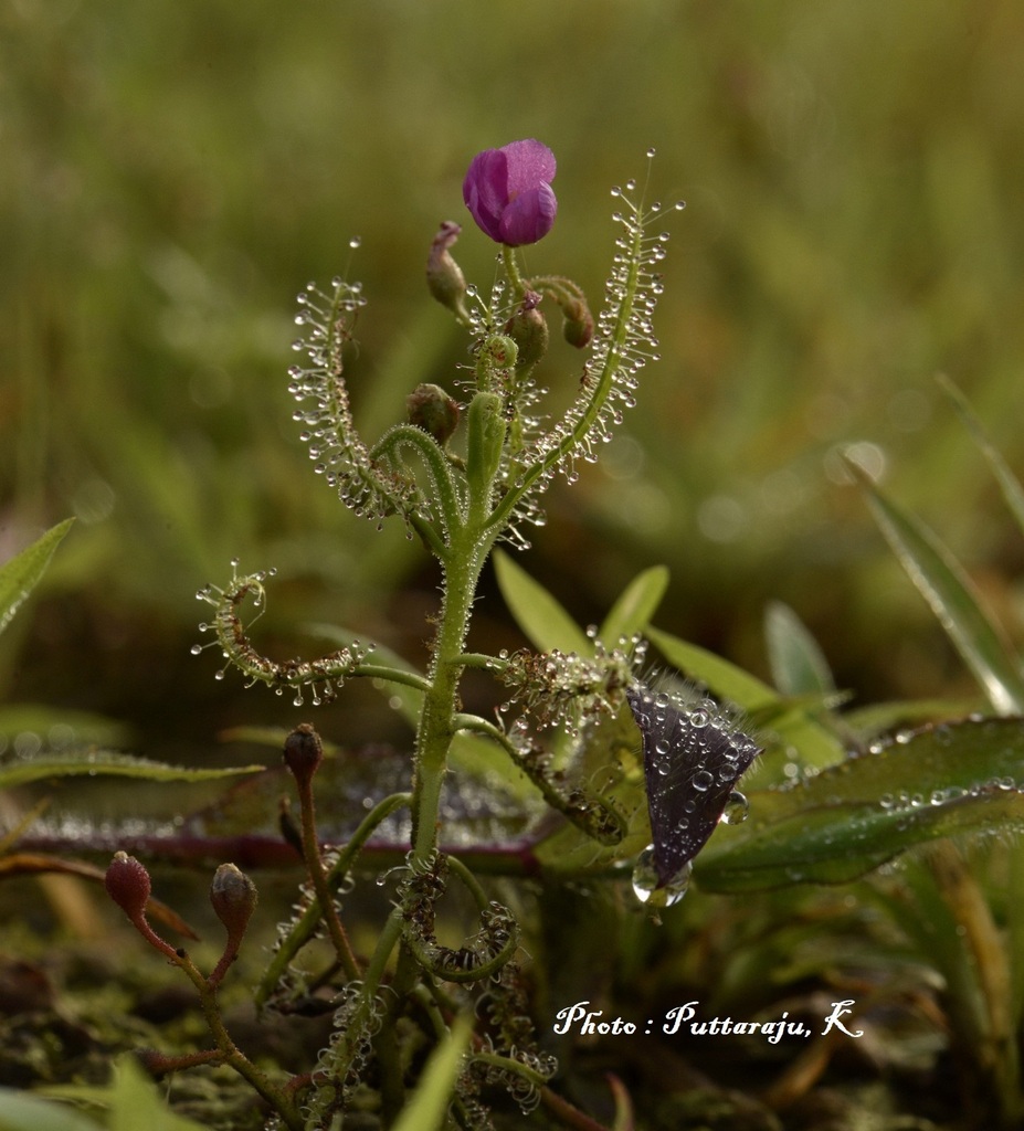 Drosera indica (Plants of Yourka Bush Heritage Reserve) · iNaturalist ...