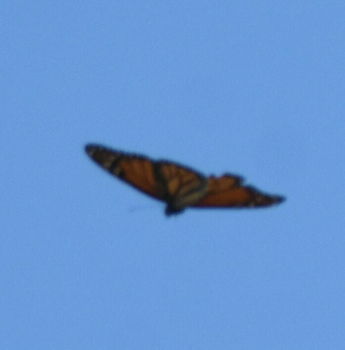 Monarch from Monroe County, FL, USA on November 23, 2022 at 11:51 AM by ...