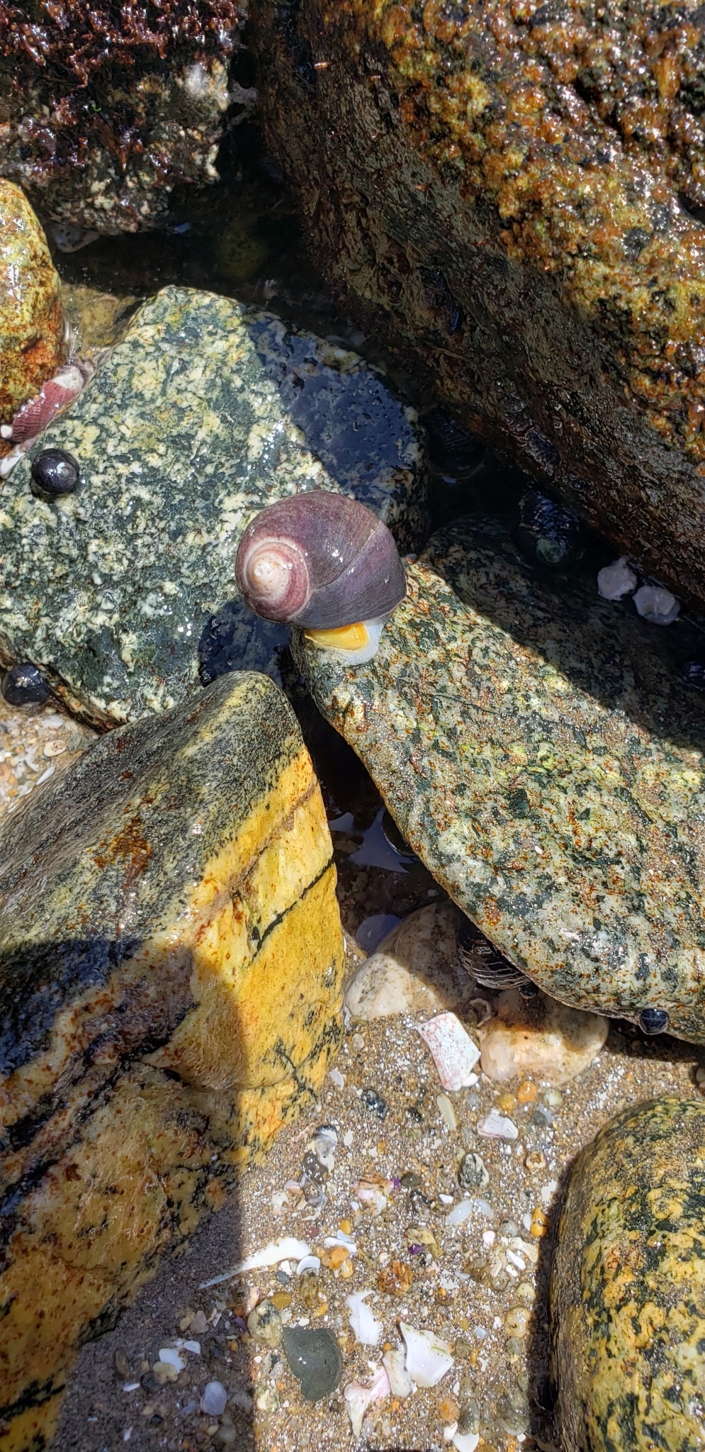 Acanthina Fischer von Waldheim, 1807