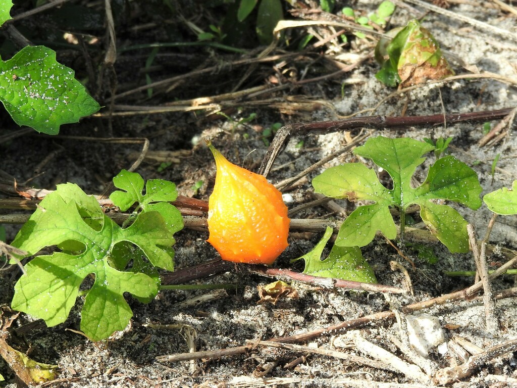 Momordica charantia charantia from Arthur R. Marshall Loxahatchee ...