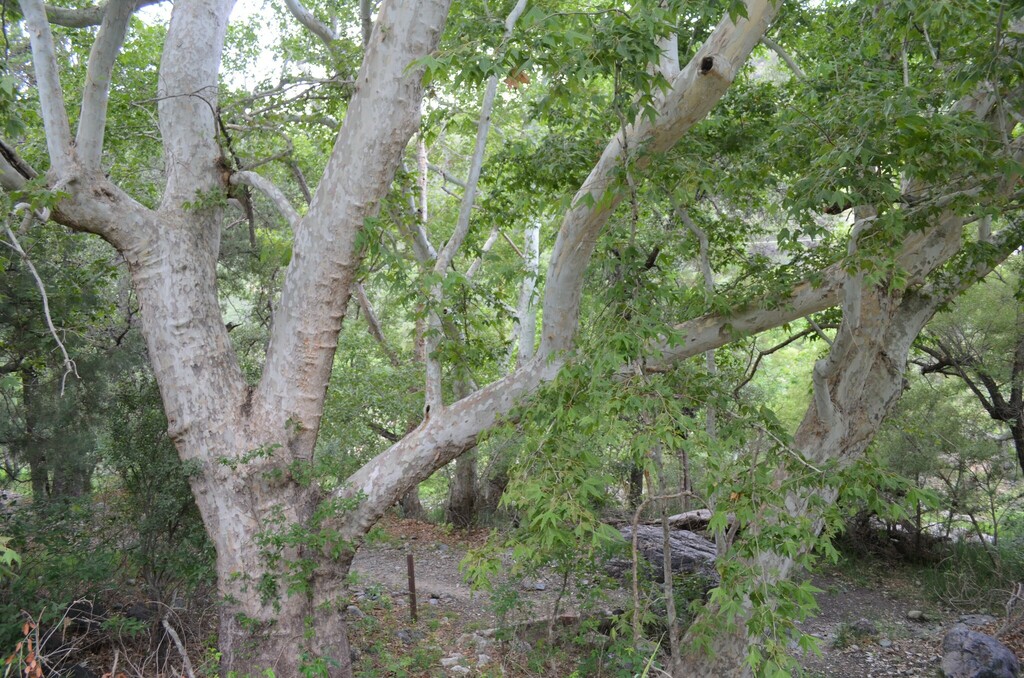 Arizona sycamore from Pima County, AZ, USA on August 8, 2022 by J ...