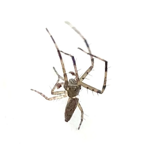 Octopus Spiders from Macquarie University, Macquarie Park, NSW, AU on ...