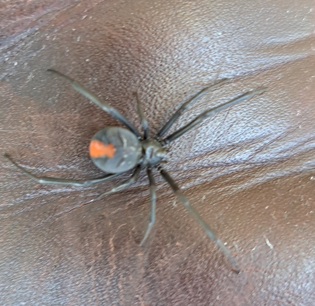 Redback Spider from Canning Vale WA 6155, Australia on November 29 ...