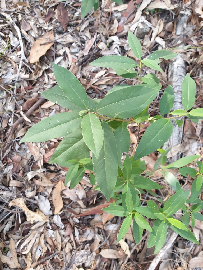 Bootlace Plant in June 2019 by PeterCopping · iNaturalist