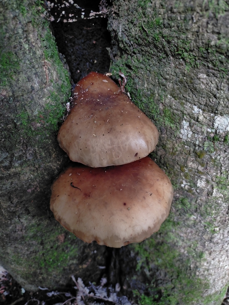 Cyclocybe parasitica from Tutukaka 0173, New Zealand on November 29 ...
