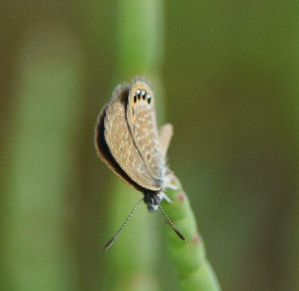 Eastern Pygmy-Blue from Monroe County, FL, USA on November 23, 2022 at ...