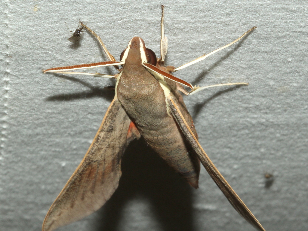 Coprosma Hawk Moth from Betka Track, Wingan River VIC 3891, Australia ...