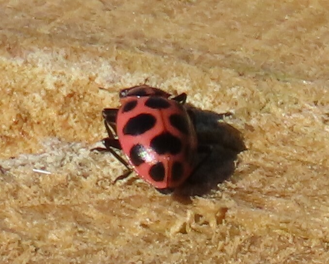 Spotted Pink Ladybeetle from Sugar Land, TX, USA on November 28, 2022 ...
