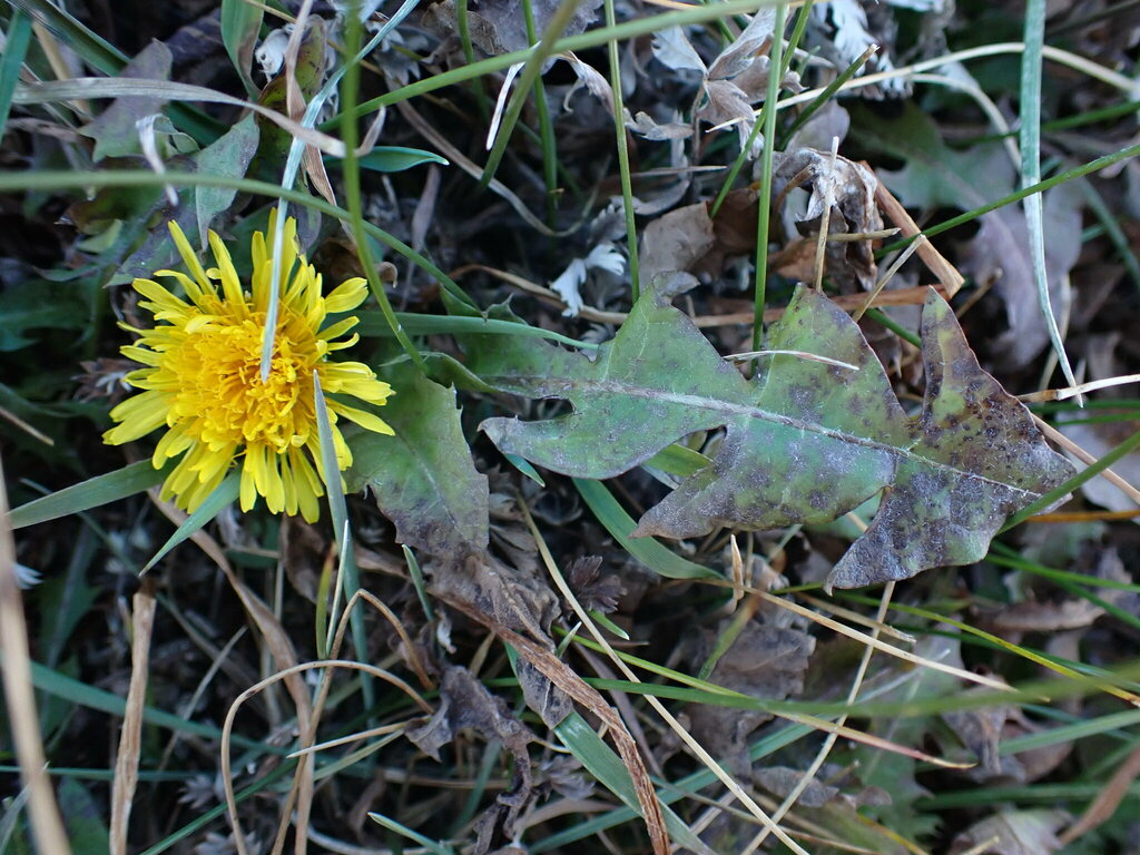 common dandelion from Williams Creek, Egan Range, White Pine County, NV ...