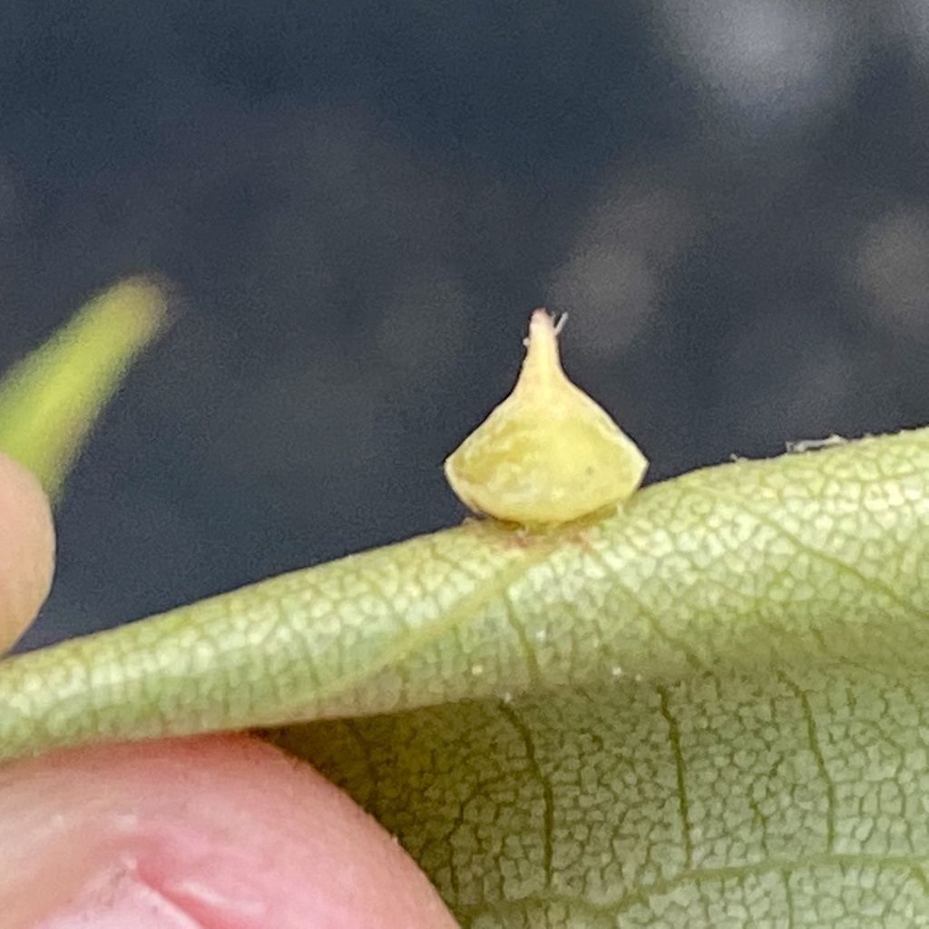 Hickory Smooth Gumdrop Gall Midge from National Institutes of Health ...